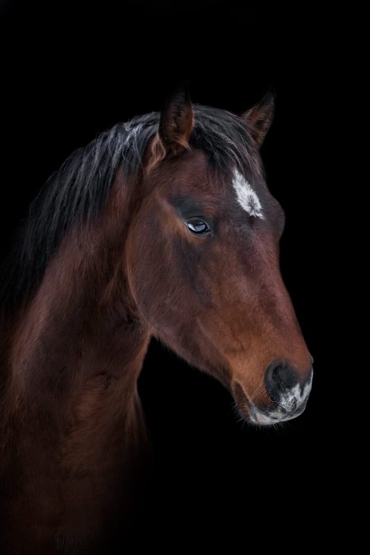 Breeding | IR Horses